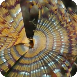 Policheti – Parco Naturale di Porto Venere