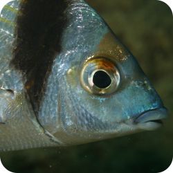 Sarago fasciato – Parco Naturale di Porto Venere