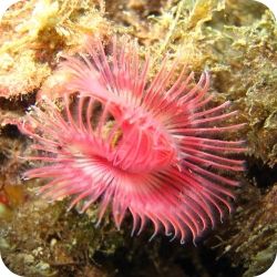 Policheti – Parco Naturale di Porto Venere